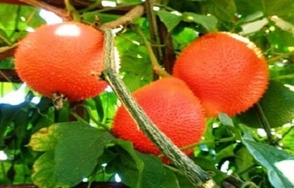 Đồng bào dân tộc Khmer thu nhập trên 250 triệu đồng/ha/năm nhờ trồng ...